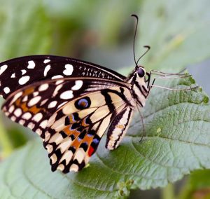 All about butterflies - Typesofbutterflies