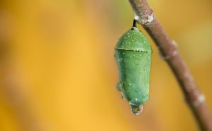 All about butterflies - Typesofbutterflies