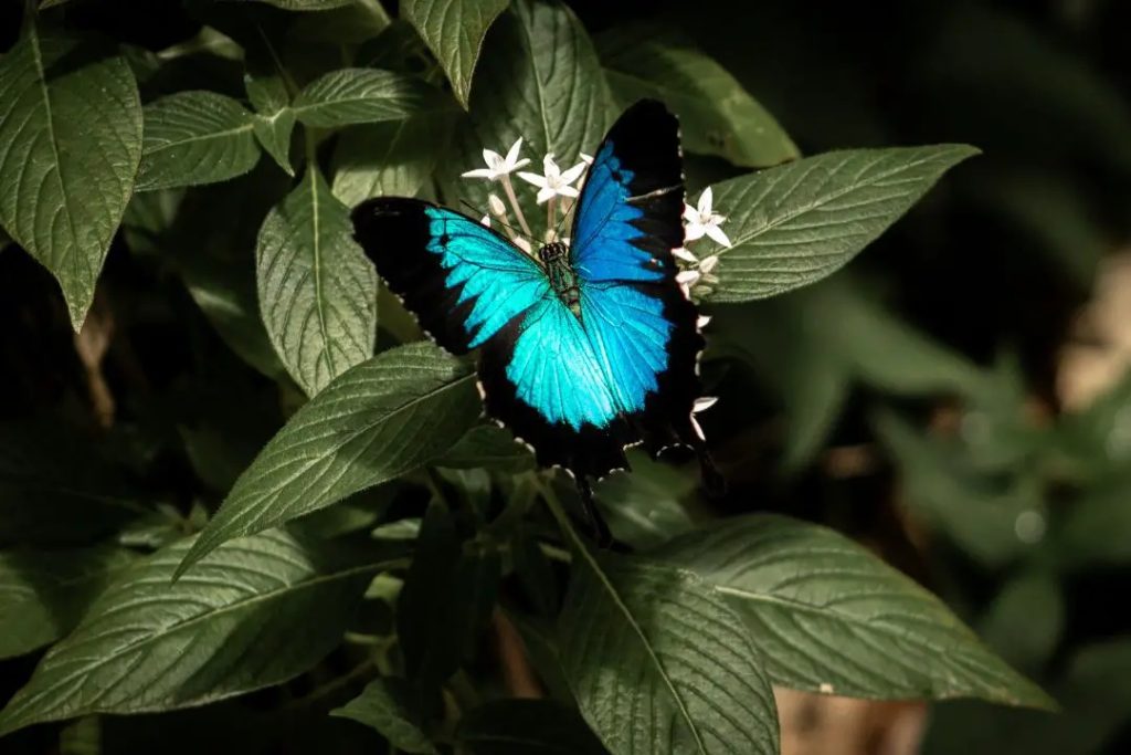 Butterfly Diet：What do butterflies eat? - Typesofbutterflies