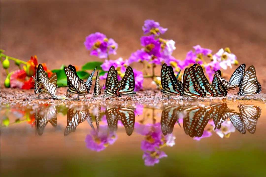 Butterfly Diet：What do butterflies eat? - Typesofbutterflies