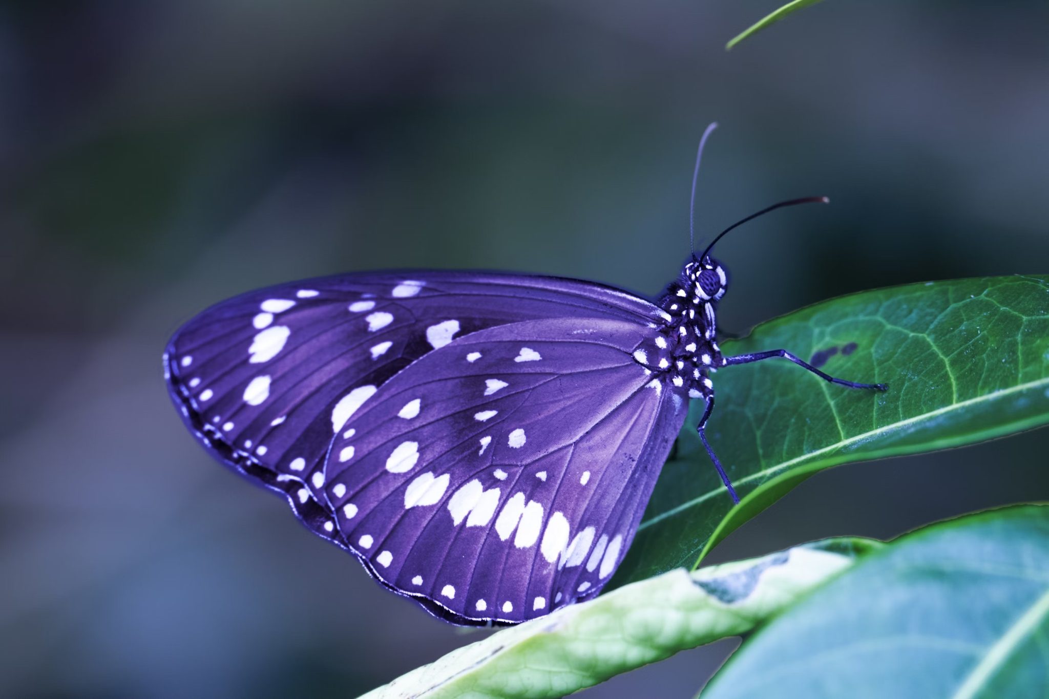 Types of Butterflies | Identification, Species, Habitat & Life Cycle