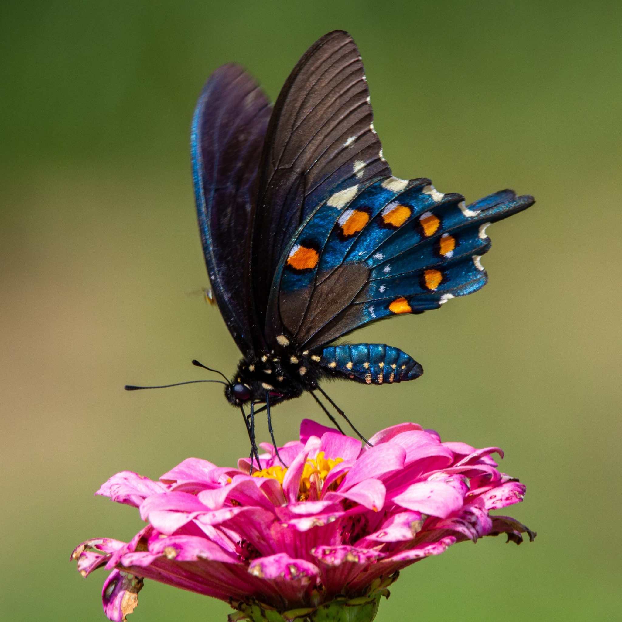 All about butterflies species | What is a Butterfly? - Typesofbutterflies