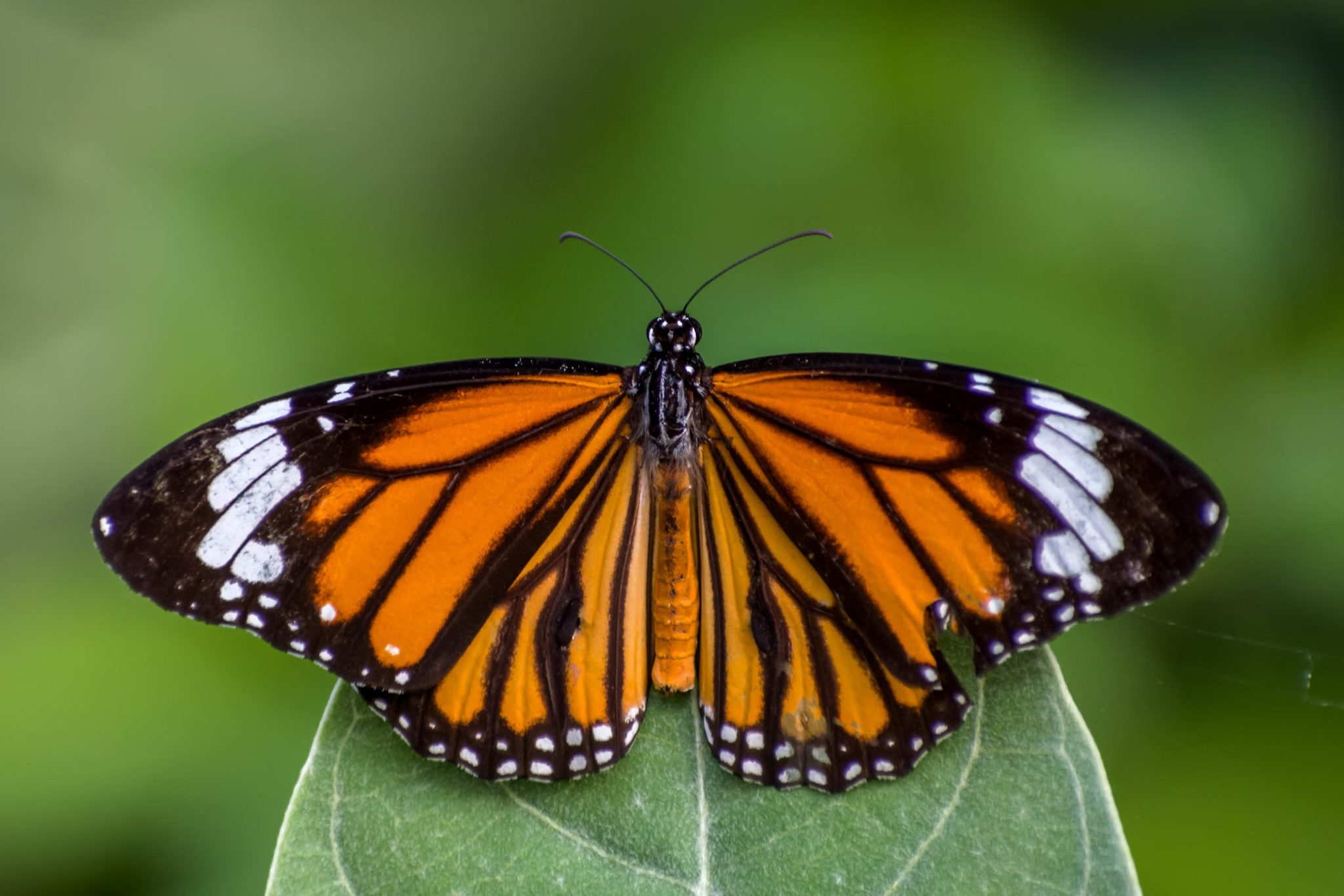 All about butterflies species | What is a Butterfly? - Typesofbutterflies