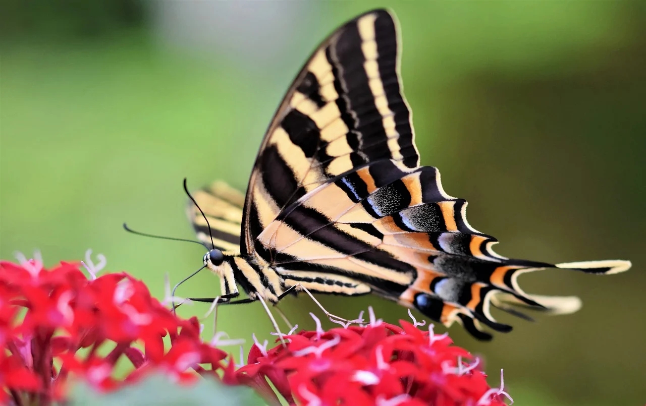 All about butterflies species | What is a Butterfly? - Typesofbutterflies