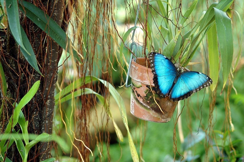 butterfly habitat - Typesofbutterflies