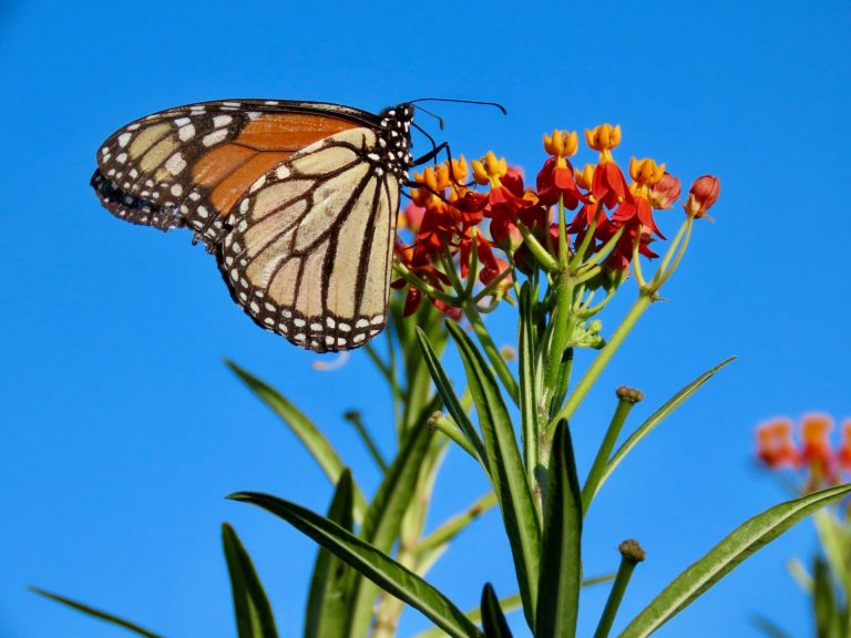 what do monarch butterflies eat - Typesofbutterflies