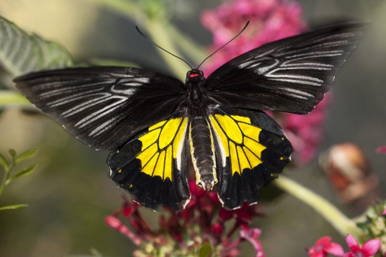 10 Fascinating Facts About Butterflies - Typesofbutterflies