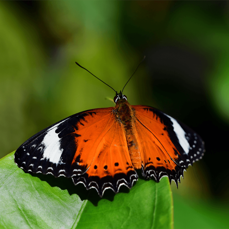 10 Fascinating Facts About Butterflies - Typesofbutterflies