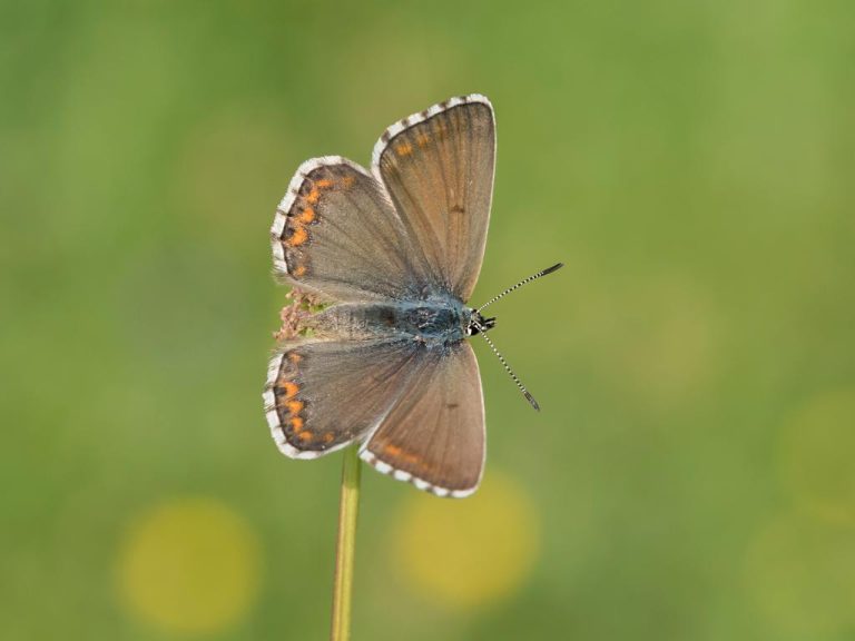 Adonis Blue bellargus - Typesofbutterflies