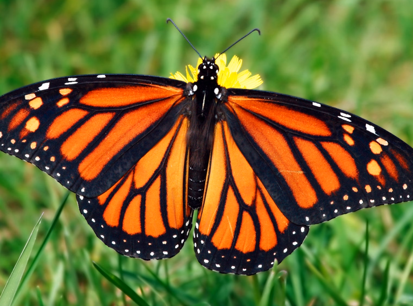 Monarch Butterflies: Exploring Their Habitat, Diet, and Life Cycle ...
