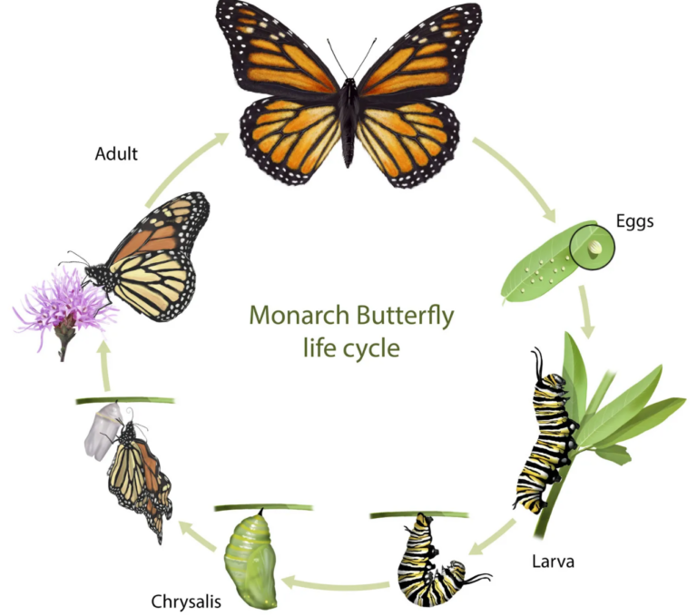Monarch Butterflies: Exploring Their Habitat, Diet, and Life Cycle ...