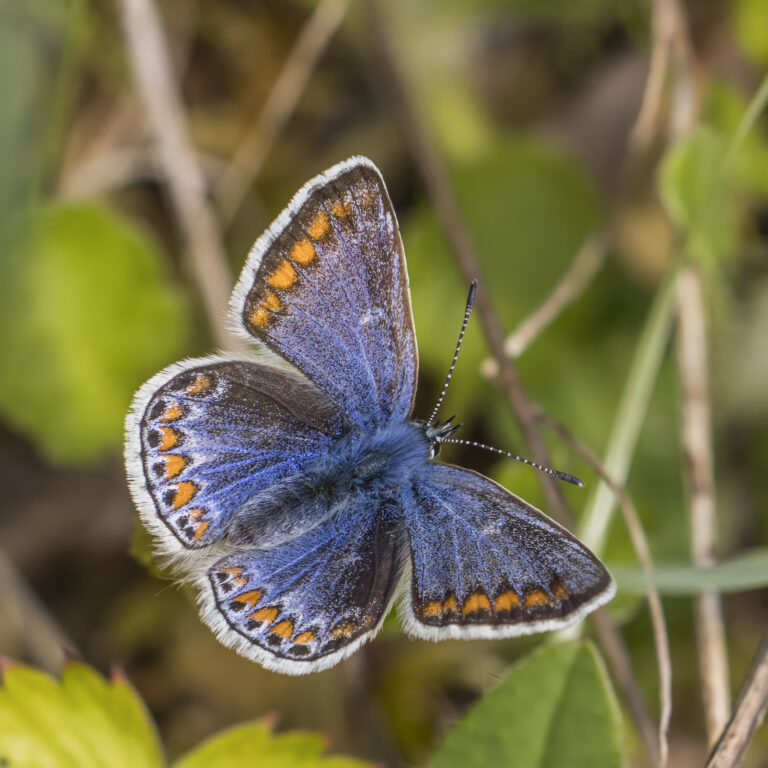 Common Blue Butterfly: Identification, Habitat, Life Cycle and Facts